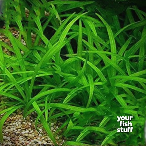 4 Pack of Foreground Plants Live Aquarium Plants Bundle POTTED | eBay
