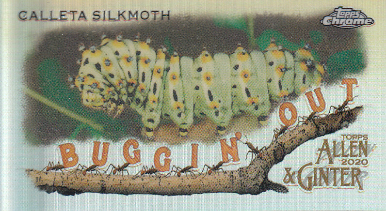 Calleta Silkmoth 2020 Topps Chrome Allen & Ginter Buggin' Out Mini Card ...