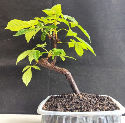 HORSE CHESTNUT STARTER BONSAI - YAMADORI 9" High. Curved Trunk & Small ...