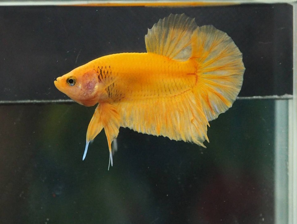 Pair of Bettas Super Yellow male and female Live Betta Fish Plakat for ...