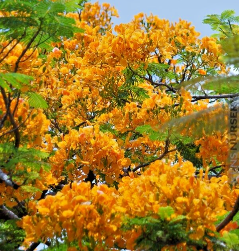 Yellow Flamboyant (Delonix Regia) | 10 Seeds | Rare Royal Poinciana ...