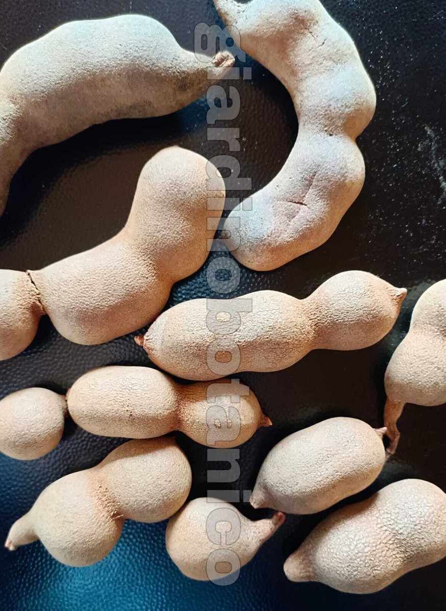 Frutto Fresco Di Tamarindo