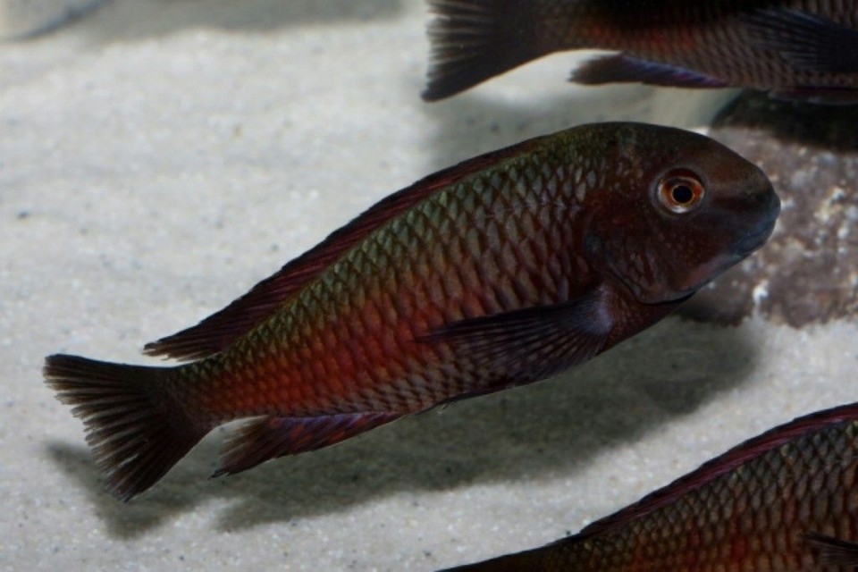 Aquarium Sand Natural White Silica for Fish Tank 0,5-1mm + FREE WOOD ...