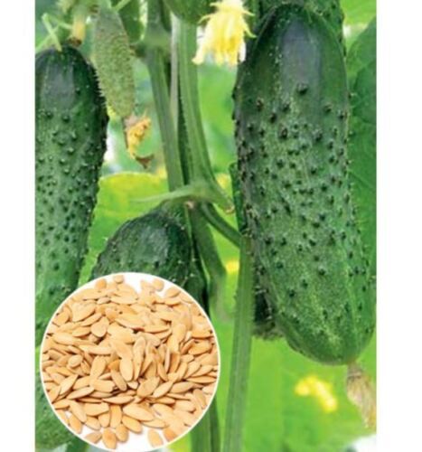 Cucumber Caesar F1 Seeds 0.5 g 10 g Hybrid Cucumbers Professional ...