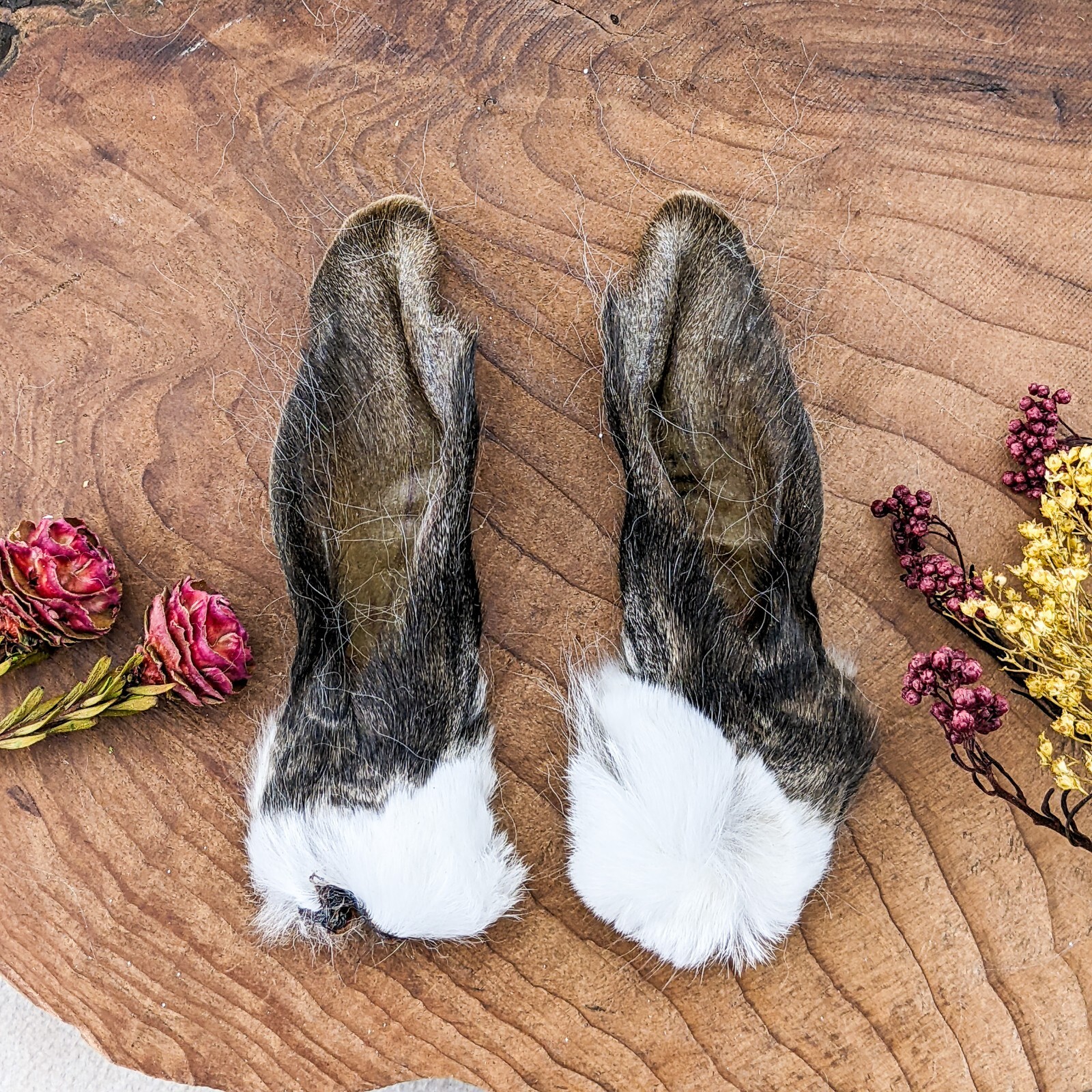 RE#13 4 1/2-5" Pair Bunny Rabbit Ears Specimen Taxidermy Oddities ...