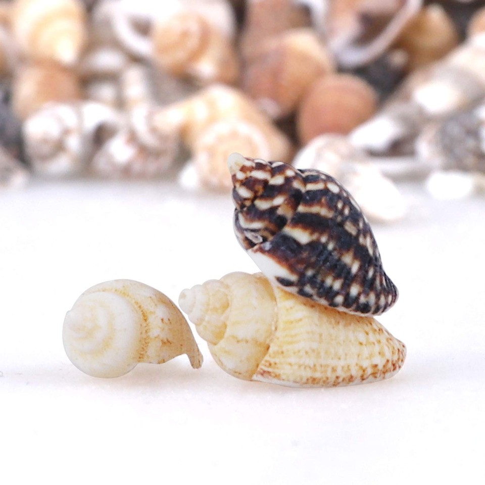 2000 PCS Tiny Mini Small Sea Shells for Crafting Spiral Conch Shells ...