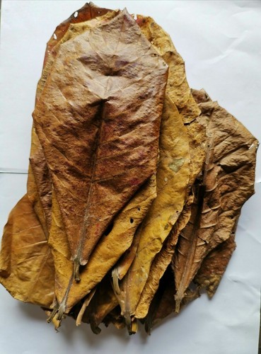 Kottan, Kottamba / Terminalia catappa dried Leaves Sri Lankan Product ...