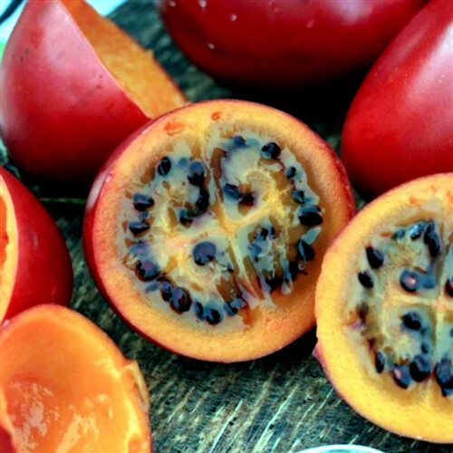 Tamarillo Tree Tomato Seeds Yields 60+lbs of Garden Fruit! Fast Growing ...