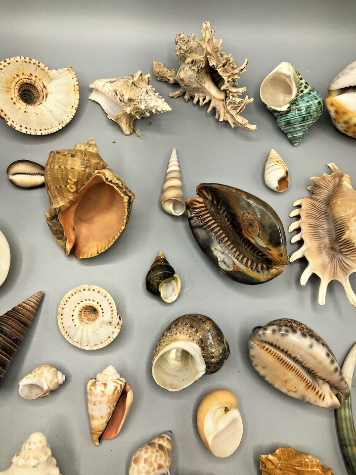 Ocean Sea Shell Lot Medium & Small Volute Spider Speckled Conch ...