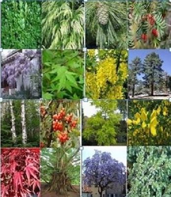 16 x mixed tree seeds, 1 seed from 16 varieties of trees individually ...