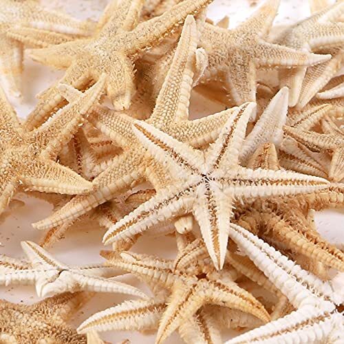 100 Pcs Small Starfish Star Sea Shell Beach for Craft 0.4"-1" (0.4"-1 ...