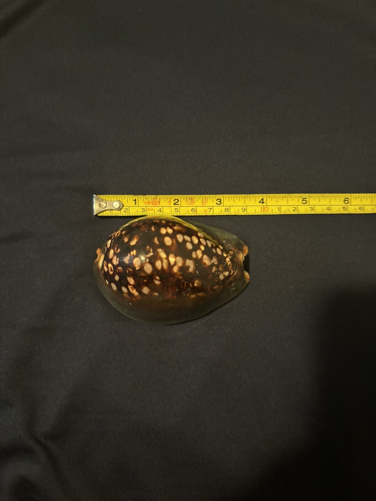 Beautiful Rare Large Cypraea Mauritiana Hawaiian Humpback Cowrie Shell ...