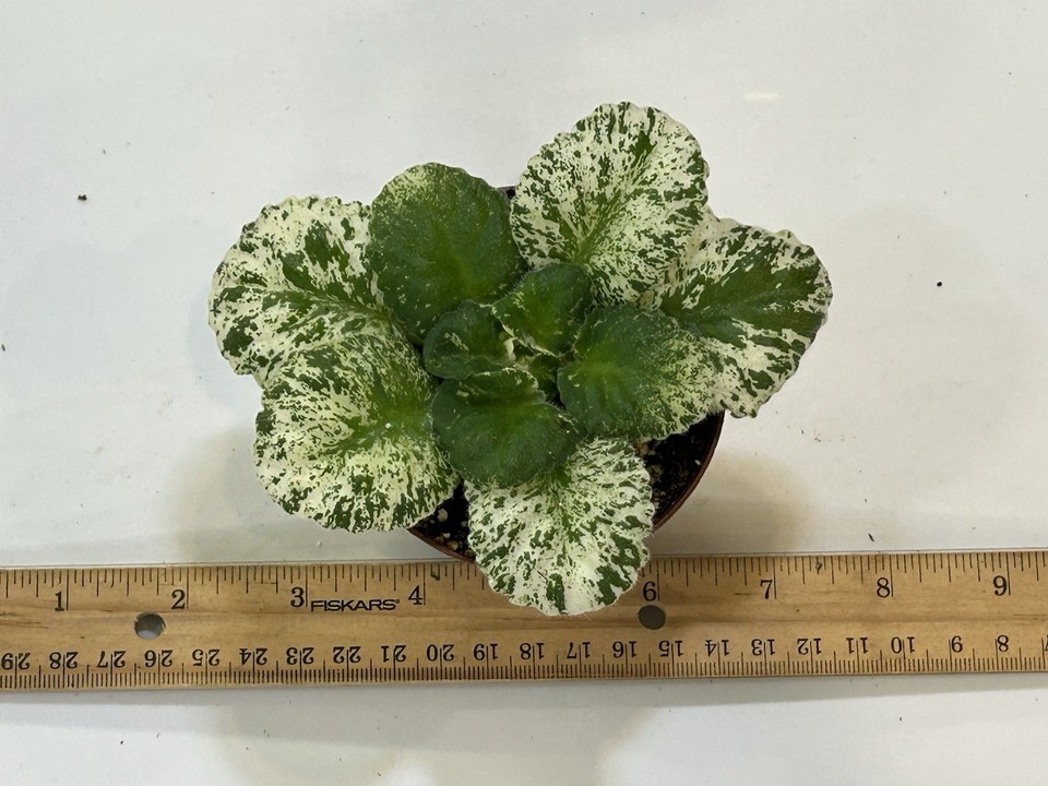 African Violet plant. Watermelon Snow . Large plant. Mosaic variegation ...