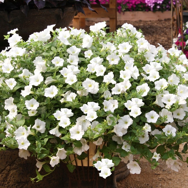 Petunia seeds, 500 seeds, Petunia Snow Globe, Petunia seeds bulk ...