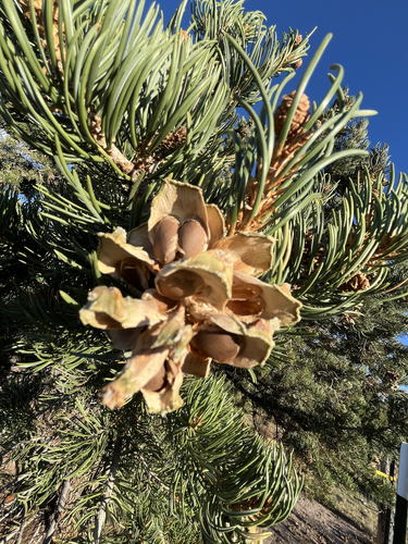 Piñon (Pinion Nuts) New Mexico/ 1 pound | eBay