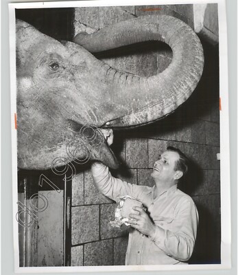 DETROIT ZOO Trainer Greets Beautiful ELEPHANT Michigan 1960 Vintage ...