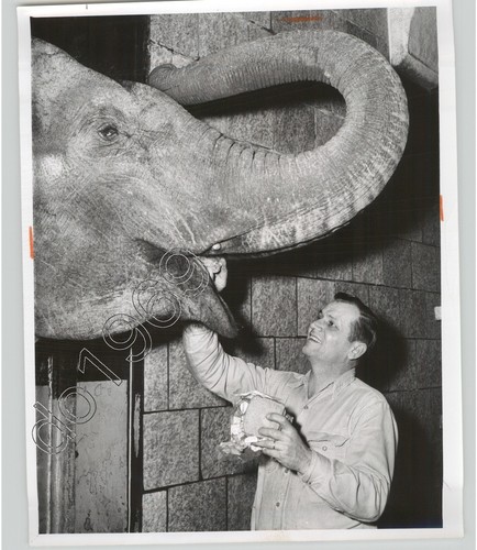 DETROIT ZOO Trainer Greets Beautiful ELEPHANT Michigan 1960 Vintage ...