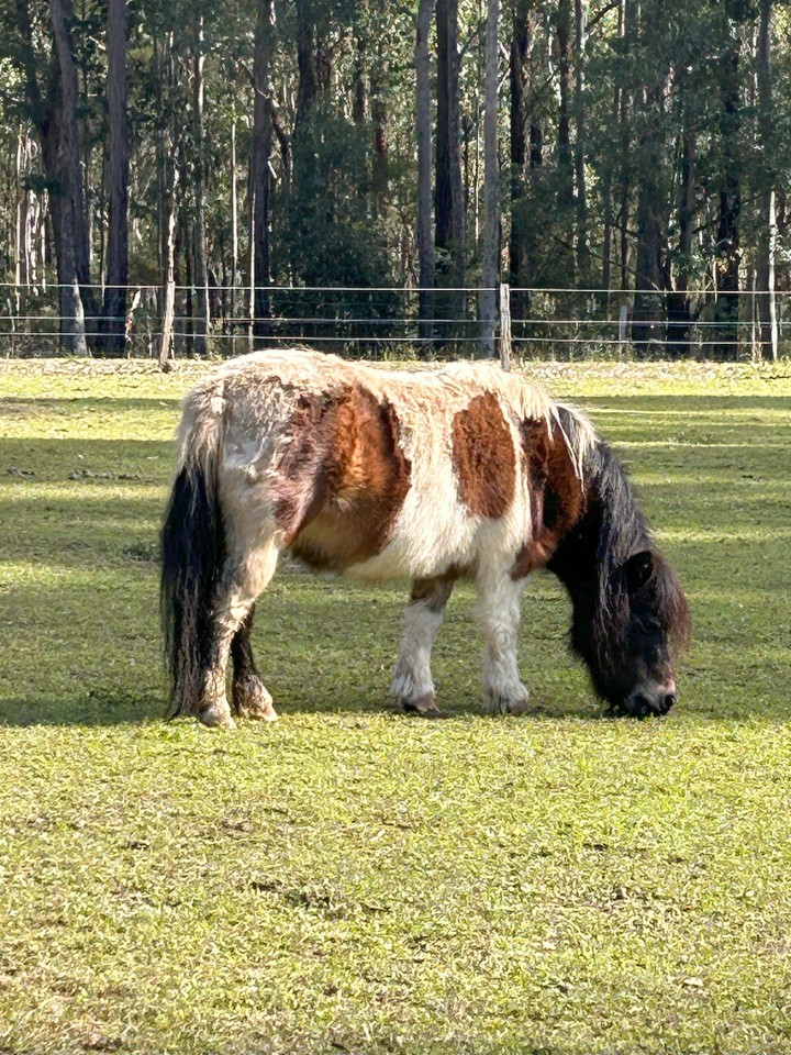 Penetrene 'A' Liniment 500mL - Muscle Relief for Dogs & Horses | eBay ...