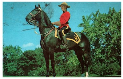 Vintage Royal Canadian Mounted Police RCMP Horse Uniform Postcard | eBay