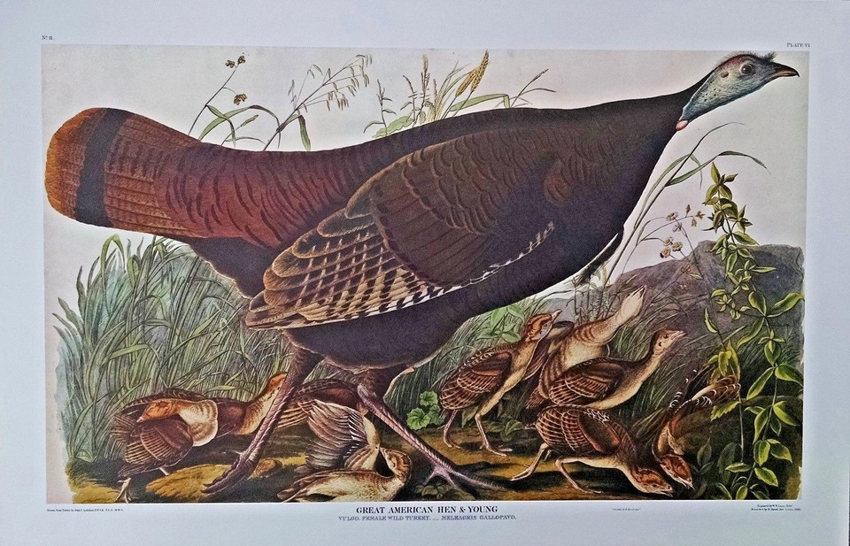 Wild Turkey & Chicks Print Great American Turkey Hen & Chicks | eBay
