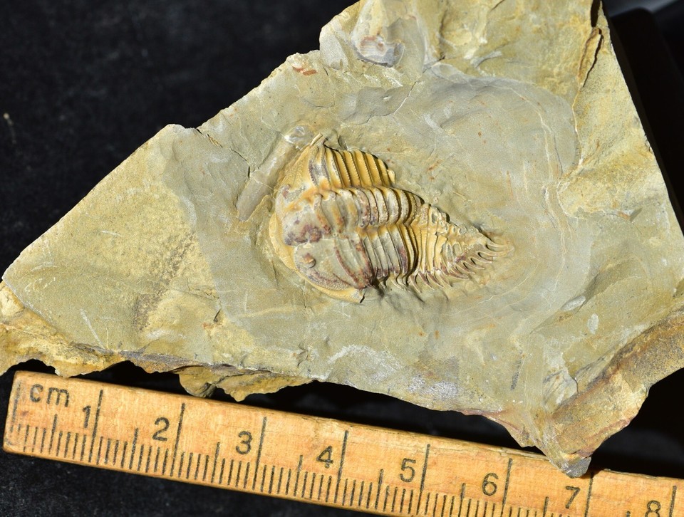 SCREAMINGLY RARE Blackwelderia Trilobite, Upper Cambrian, Kushan ...