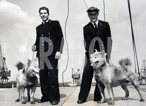 Photo de presse vintage Animaux, Deux Husky Avec les Cadets, tirage 21 ...
