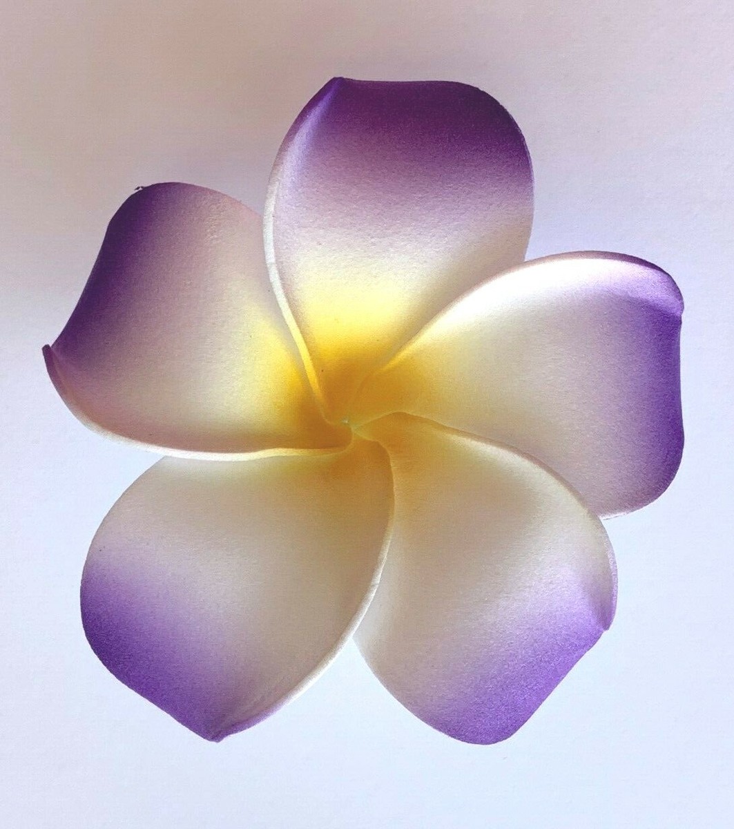 Purple Plumeria
