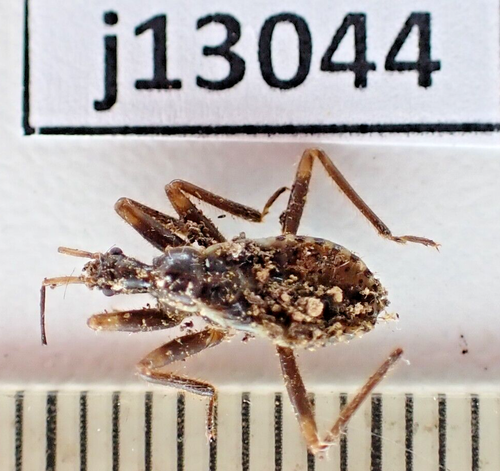 j13044. Insects, Hemiptera sp. Vietnam, Lam Dong | eBay