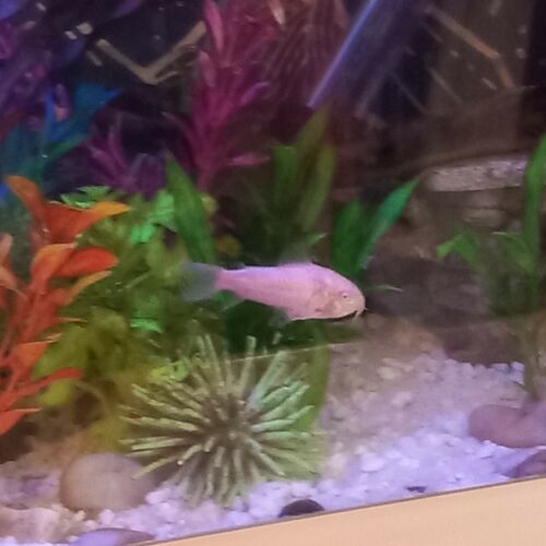 Beginner Tropical Live Aquarium Fish for sale | eBay