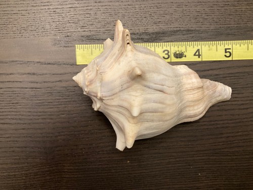 Conch Seashell Whelk Sea Shell Nautical Ocean Decor Origin South ...