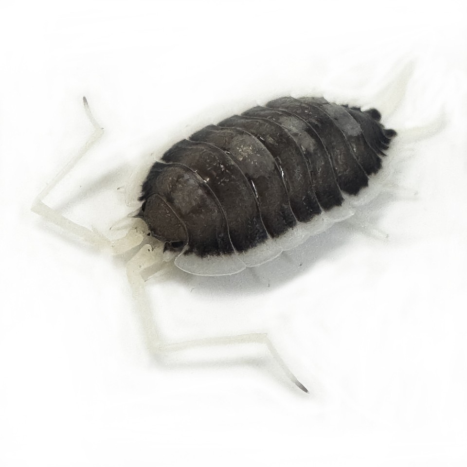 Isopod Factory 10+ Porcellio Succinctus XL Rare Titan Isopods Bioactive ...