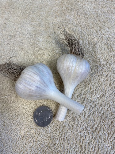 Italian Red Garlic Bulbs-For eating or Planting-Chemical Free-2025 Crop ...