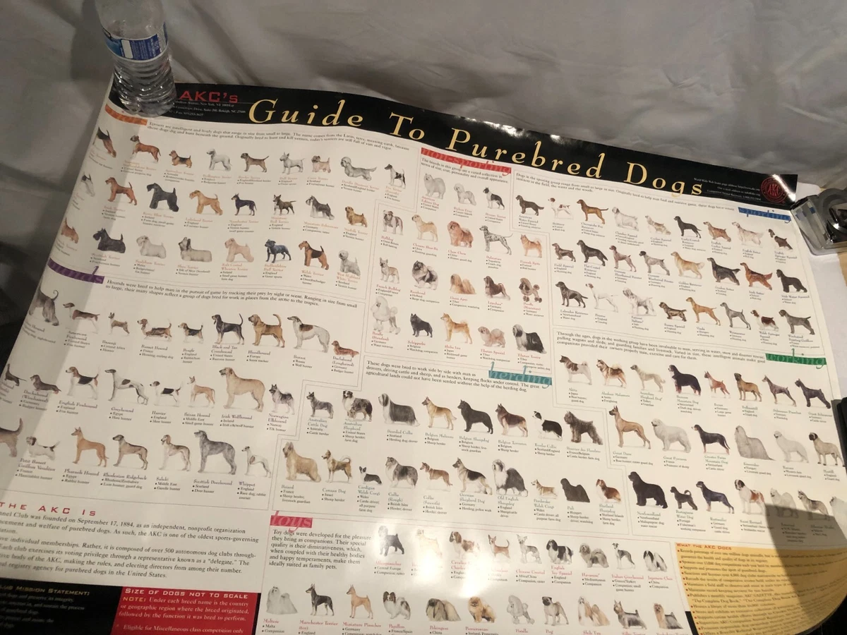 Guide To Purebred Dogs Poster