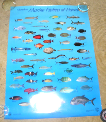 Fish Poster For Kids