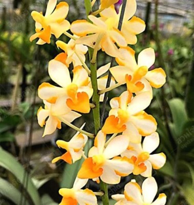 YELLOW FORM MINI VANDA TYPE ORCHID PRIMARY Vdnps. Pulcherrimin BLOOM | eBay