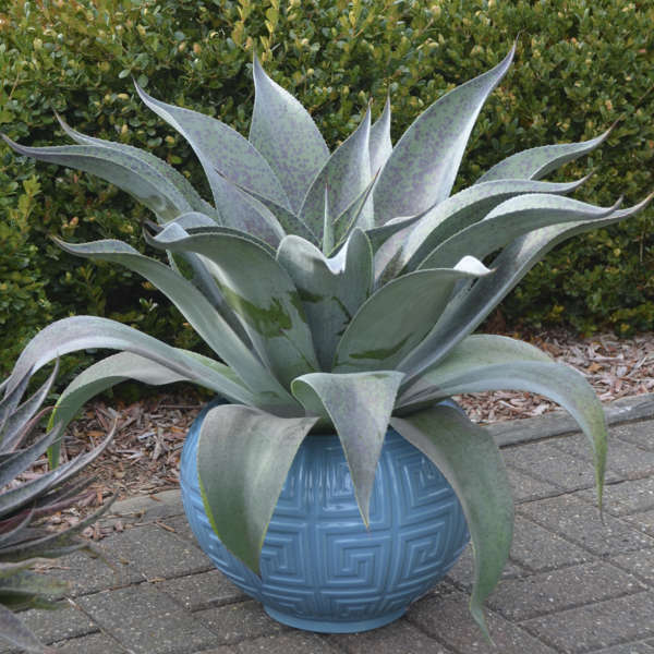 "Aztec King" Mangave STARTER Plant Agave & Manfreda Hybrid Big Boy ...