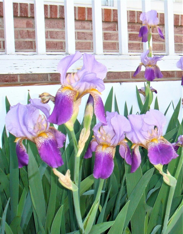 Tall Bearded Historic Iris "ALCAZAR" - 1 Plant/ Rhizome | eBay