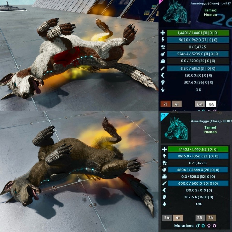 ark survival ascended pve MAX tamed Armadoggo Level 187, Male/Female | eBay