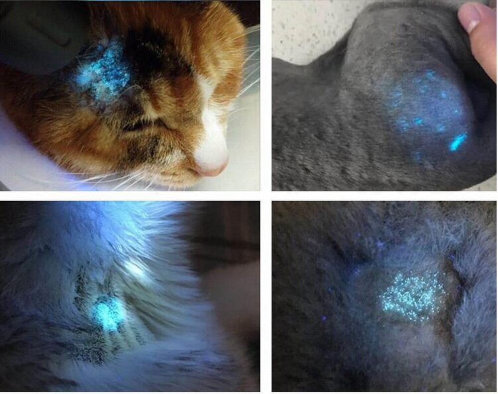 Light Woods For Ringworm