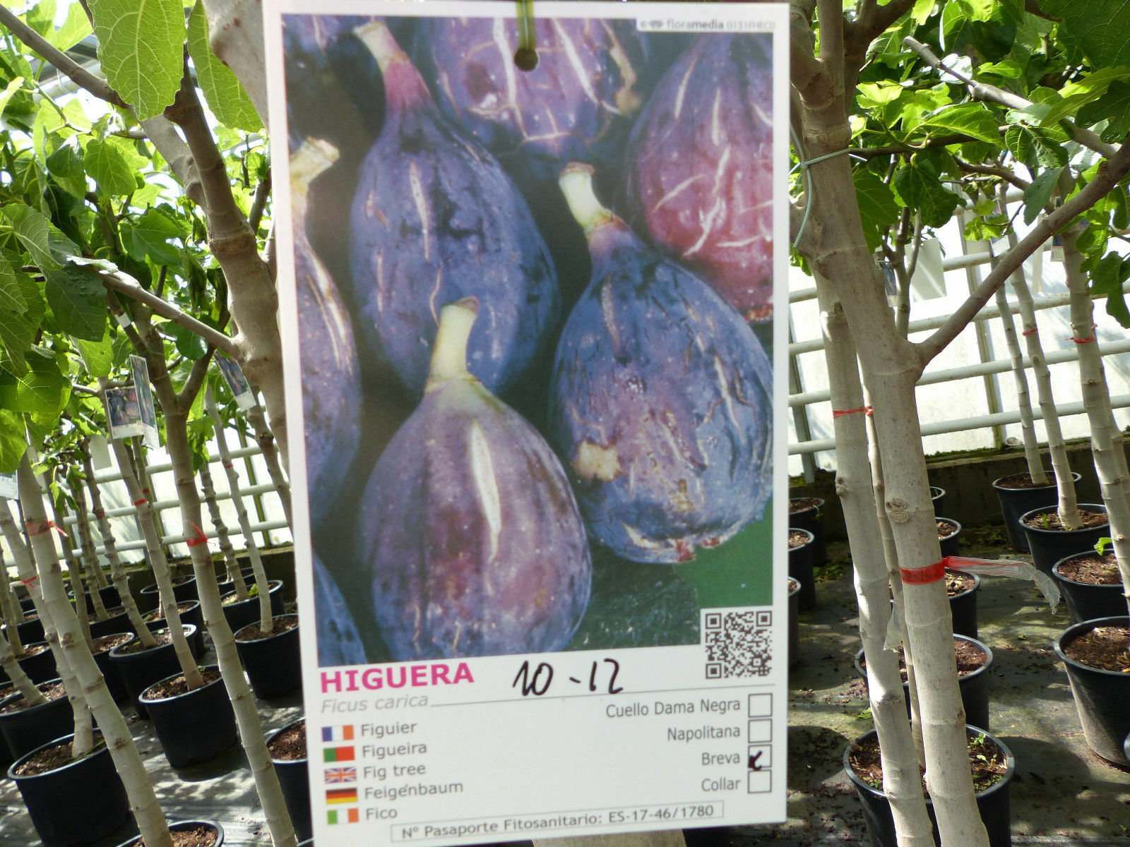 Feigenbaum 180 cm Obstbaum winterhart kräftiger Stamm, Ficus Carica ...