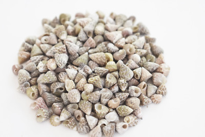 1/2 Lb(1500) Natural Top Mini Shells Seashells Tiny 1/4" Beach Decor ...