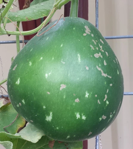 Green Round Gourds