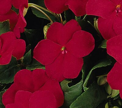 BUSY LIZZY IMPATIENS SUPER ELFIN RUBY 500 SEEDS | eBay
