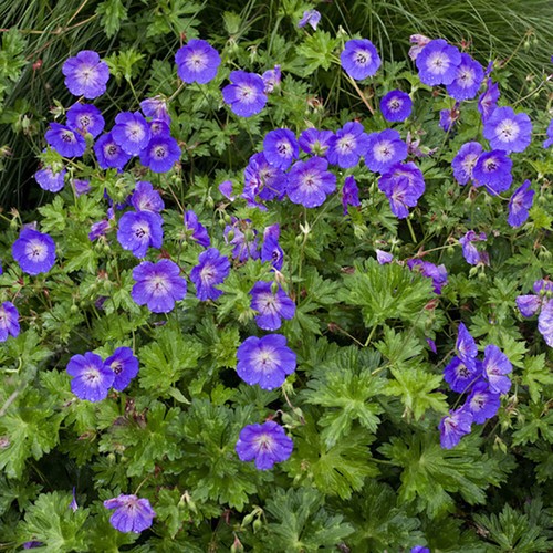 Perennial Plant, Geranium Rozanne, Long-Flowering, RHS Winner, Hardy ...