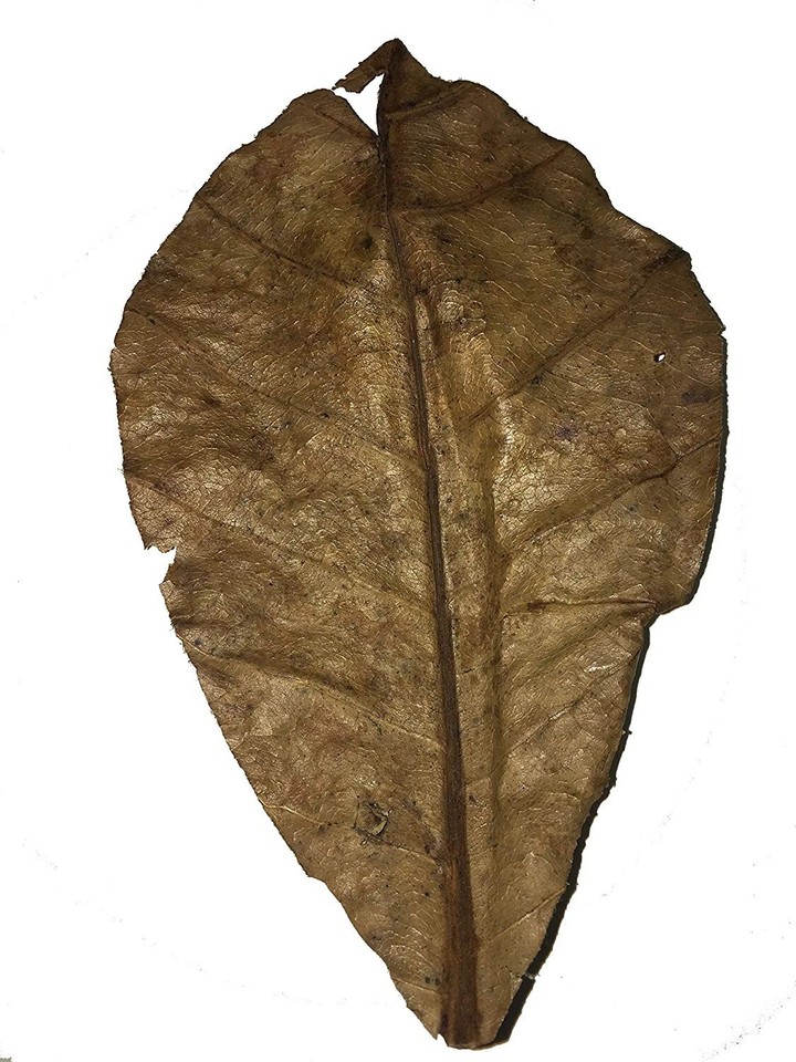 Premium Natural Catappa Indian Almond Leaves Acquarium Natural Habitat ...
