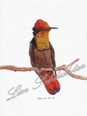 Ruby Topaz Hummingbird original painting | eBay