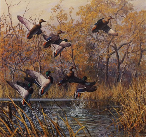 Harry Curieux Adamson Pulling Out Mallards Artist's Proof on Paper | eBay