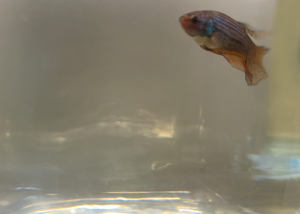 Live Betta Fish Alien Halfmoon Hybrid Female - A17 - USA Seller | eBay