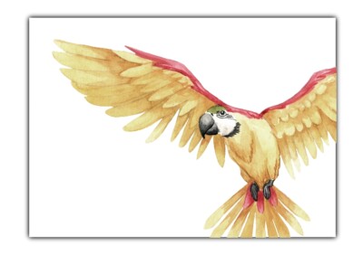 Blank card all occasions birthday, retirement, good luck etc. Parrot in ...