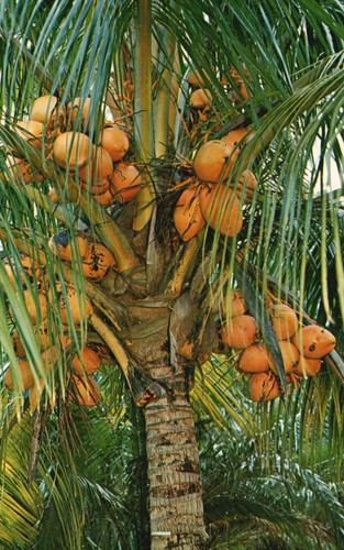 Postcard FL Coconut Palm Trees Regal Splendor Florida Chrome Vintage PC ...